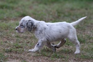 HARLEY – Roc Mignon